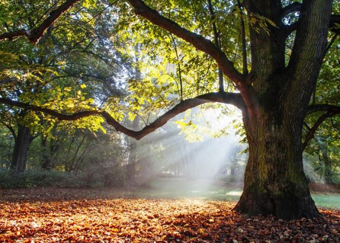 Featured Lumber: Oak – Shell Lumber and Hardware